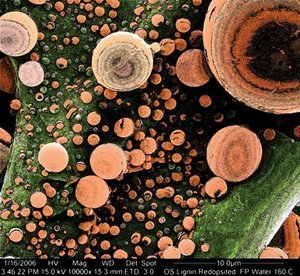 Lignin biojet project wins DARPA funding | Biomass Magazine
