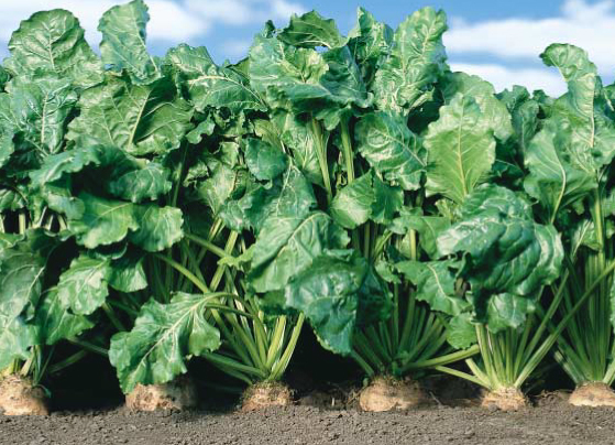 USDA deregulates herbicide resistant energy beet, sugar beet | Ethanol ...