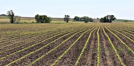 Syngenta footprint for Enogen corn grows to 11 ethanol plants | Biomass ...