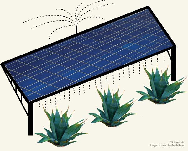 Researchers find potential to grow biofuel feedstock on PV farms ...