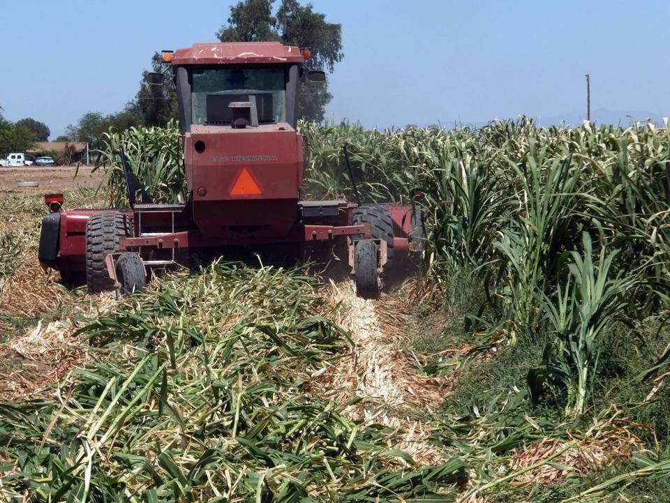 Viaspace Giant King Grass shows high yield at California site | Ethanol ...