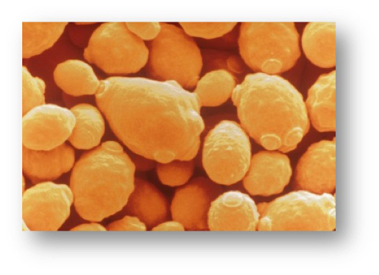 BESC, Mascoma develop revolutionary yeast for biofuel production ...