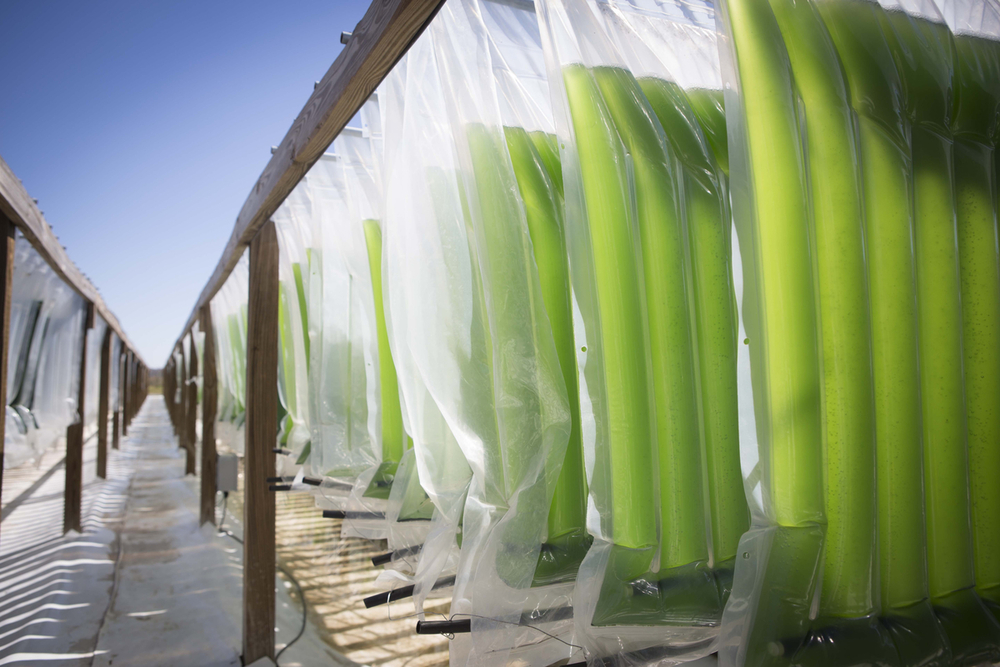 Algenol to distribute ethanol through Protec Fuel | Biomass Magazine