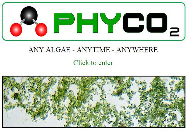 PhyCO2, MSU develop algae tech to capture power plant CO2 | Biodiesel ...