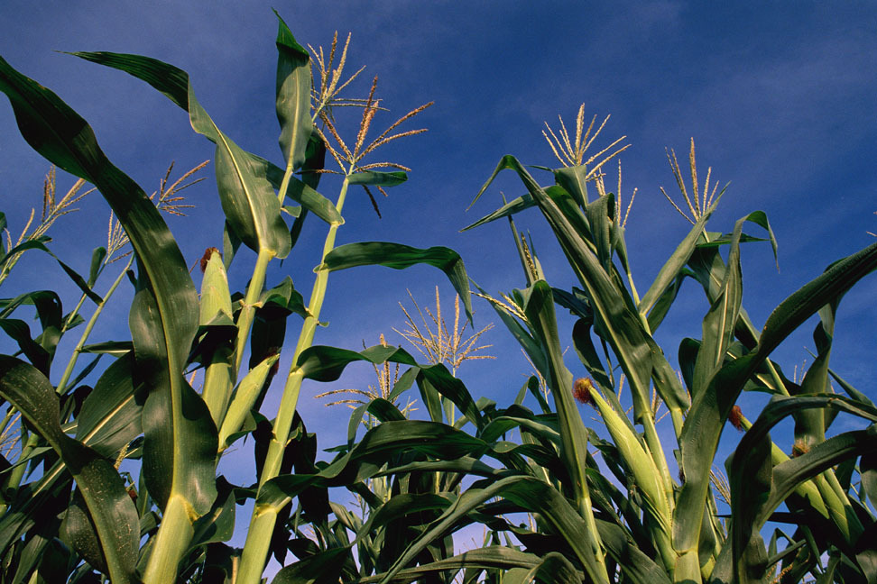 Canadian researchers study sugar corn stover as ethanol feedstock ...