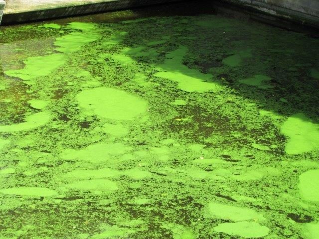 Optimizing biofuel production from algae using CO2 emissions | Ethanol ...