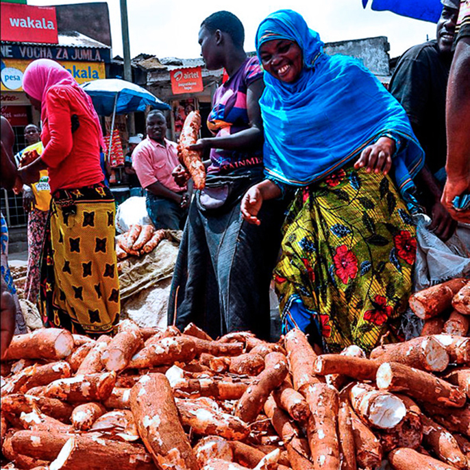 Study helps map path to improved cassava production | Biomass Magazine
