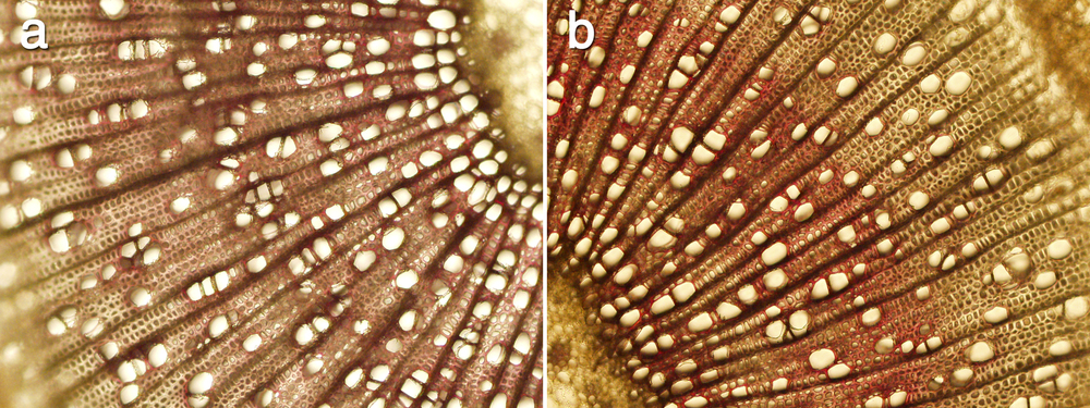 Study shows trees with altered lignin are better for biofuels | Biomass ...