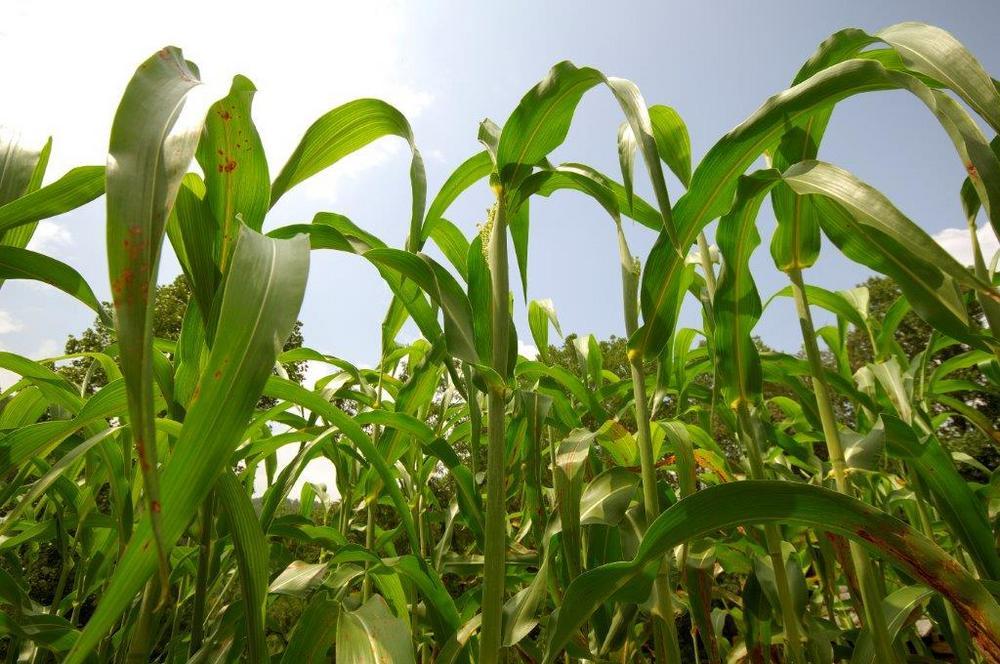 Report: Crop-based biofuels don't harm food supplies | Biodiesel Magazine