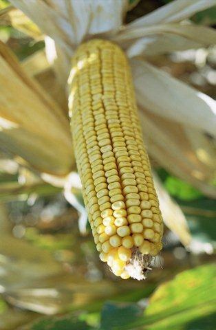 Evogene: Positive results in corn bio-stimulant field trials | Ethanol ...