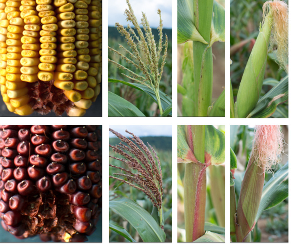 Researchers unravel 58-year-old corn gene mystery | Biomass Magazine