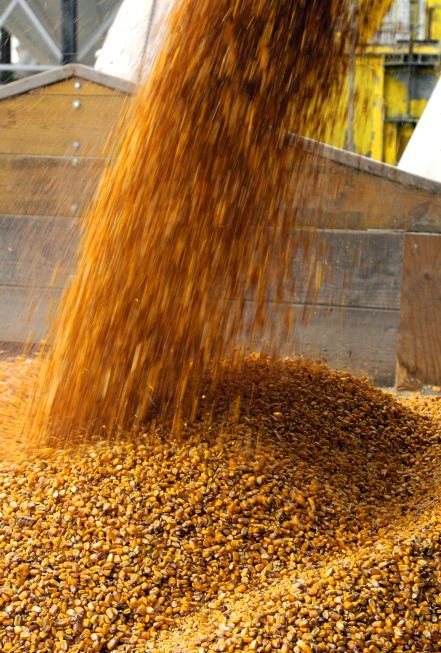 USDA: Corn use for fuel ethanol up in July | Biodiesel Magazine