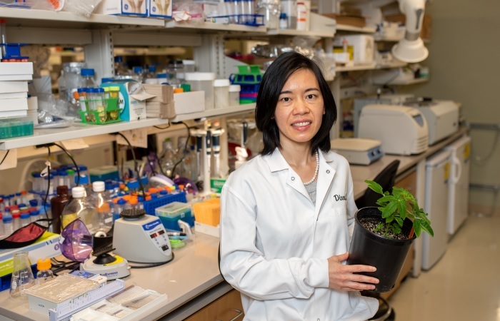 Scientists discover genetic pathway for better biofuel processing ...
