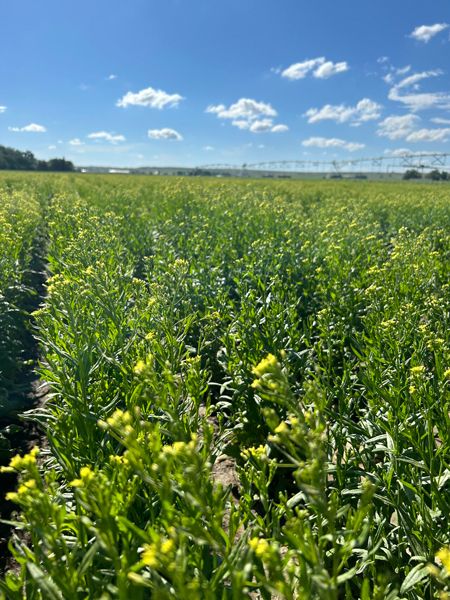 Oilseed on the Rise | Biodiesel Magazine